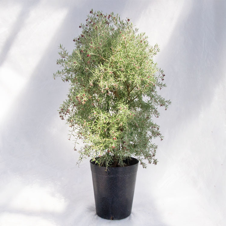 Yahoo!オークション - 庭木・植木 グレビレア・プーリンダイルミナ / 6...