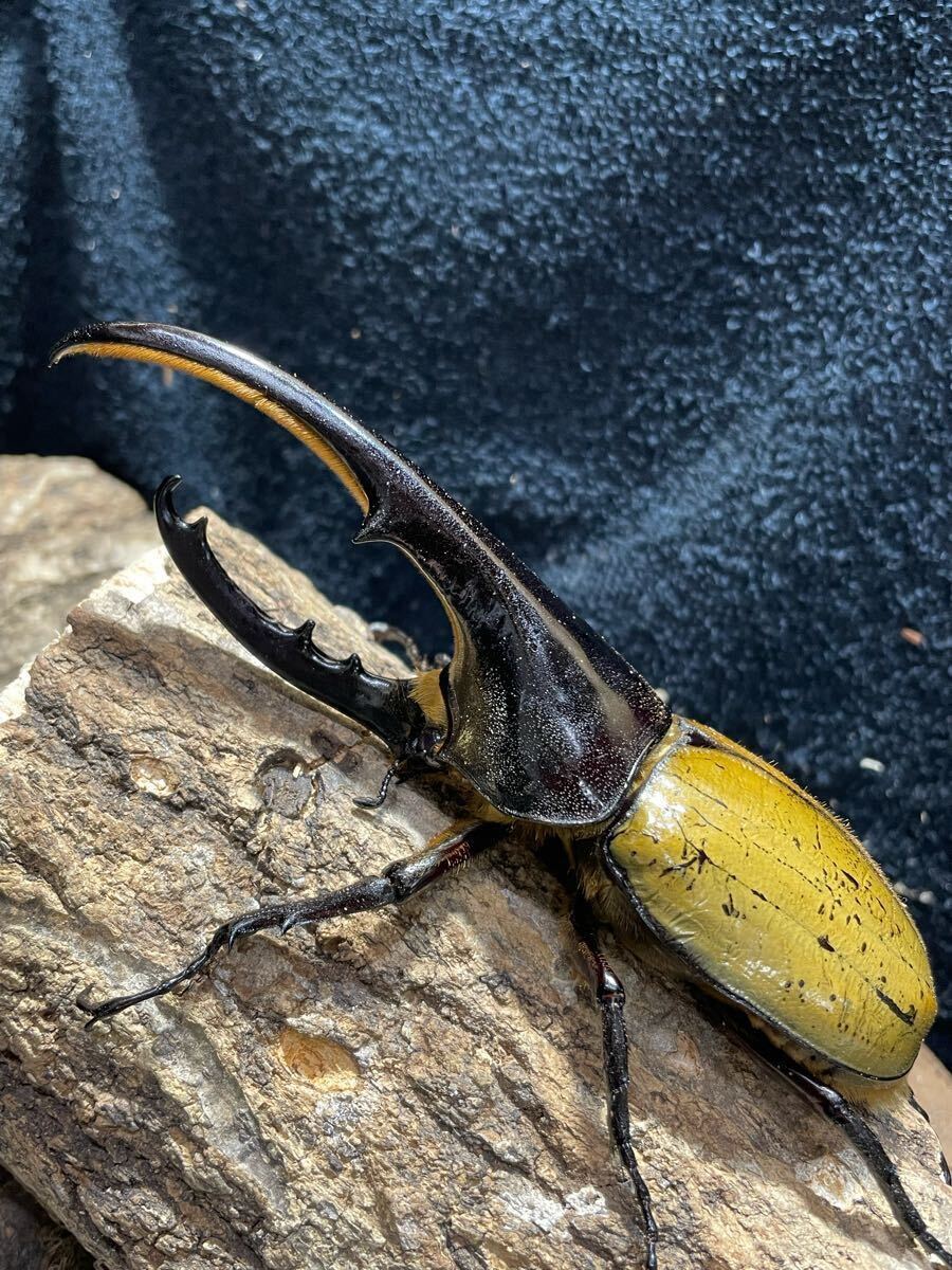 Yahoo!オークション - [ととファーム] DH ヘラクレス 成虫ペア ♂148mm...