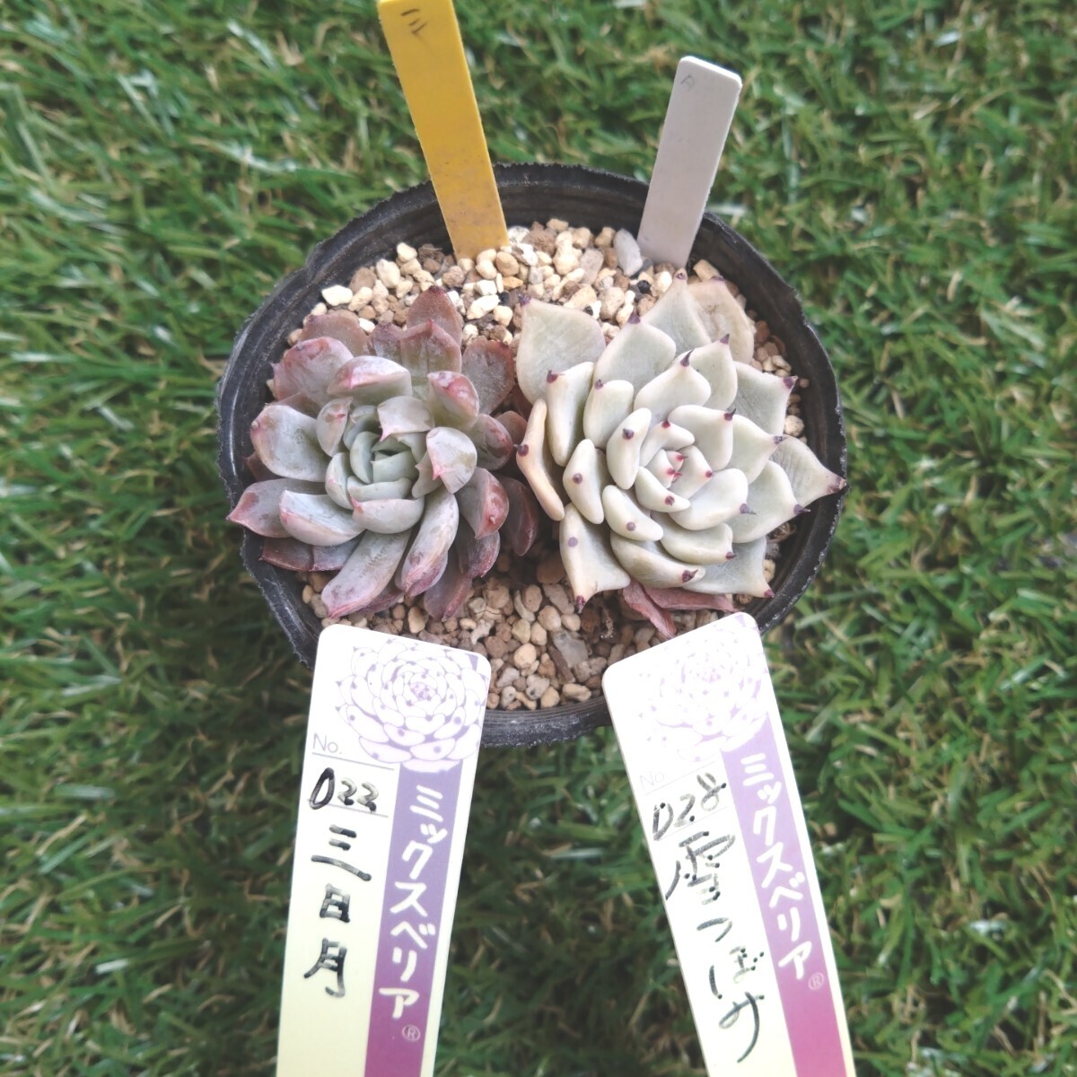 Yahoo!オークション - 多肉植物 ミックスベリア 雪つぼみ 三日月