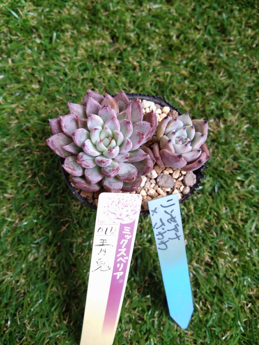 Yahoo!オークション - 多肉植物 エケベリア ミックスベリア 青鬼 青札 ...