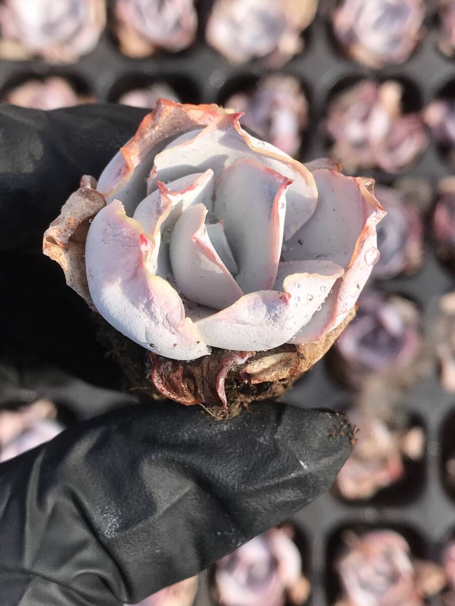 Yahoo!オークション - 128株 B94-6 多肉植物 エケベリア カンテ サボテ...