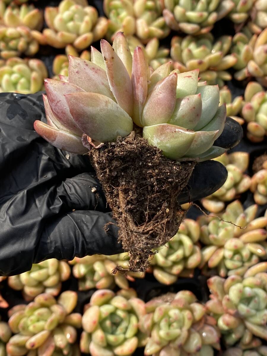 Yahoo!オークション - 72株 B172-6 多肉植物 エケベリア シャンパー サ...