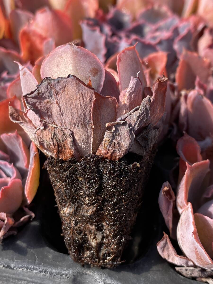 Yahoo!オークション - 105株 B297-6 多肉植物 エケベリア 夕焼け舞（小...