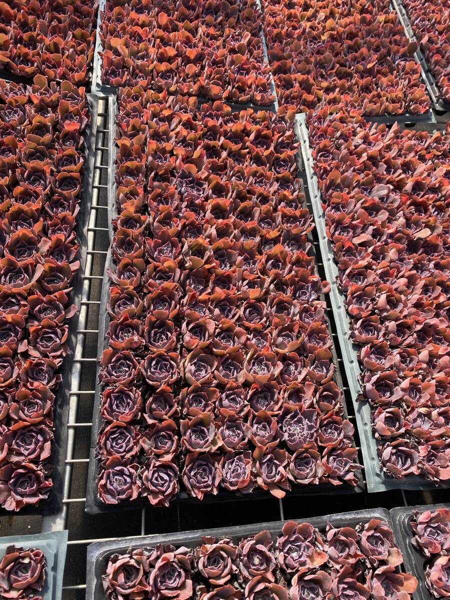 Yahoo!オークション - 105株 B297-6 多肉植物 エケベリア 夕焼け舞（小...