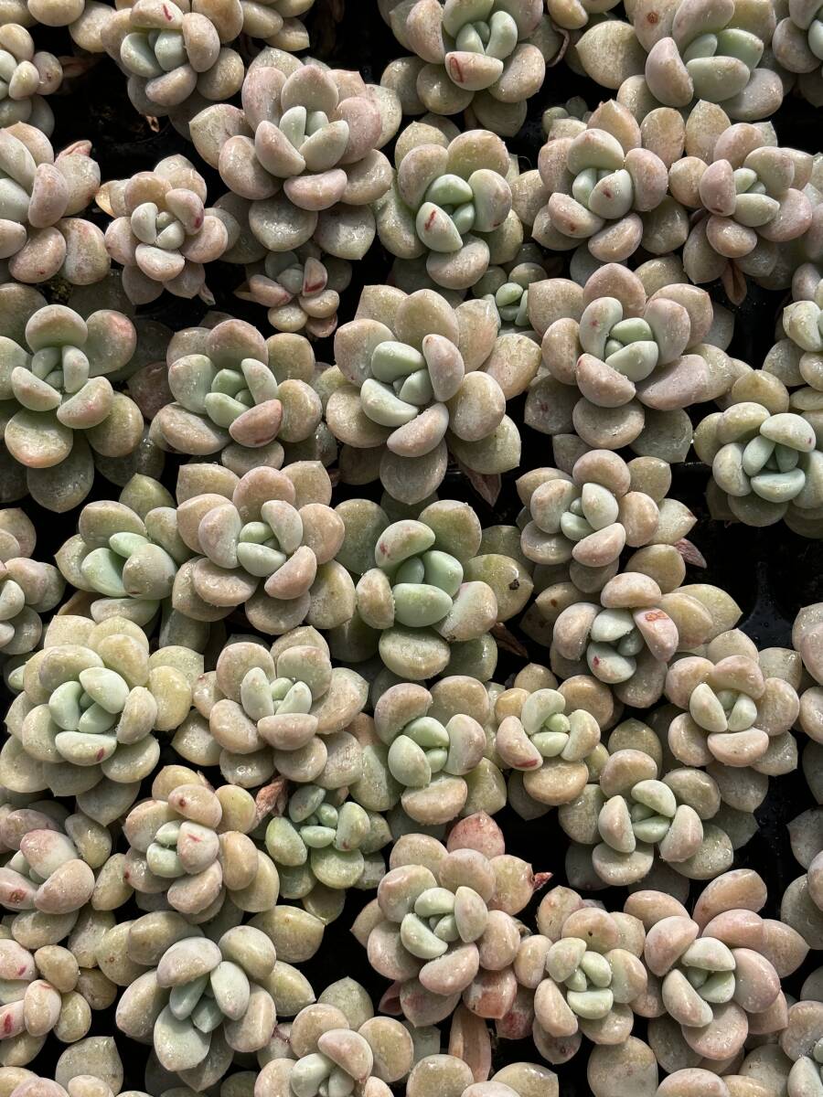 Yahoo!オークション - 105株 D74-3 多肉植物 エケベリア オオゴマダラ...