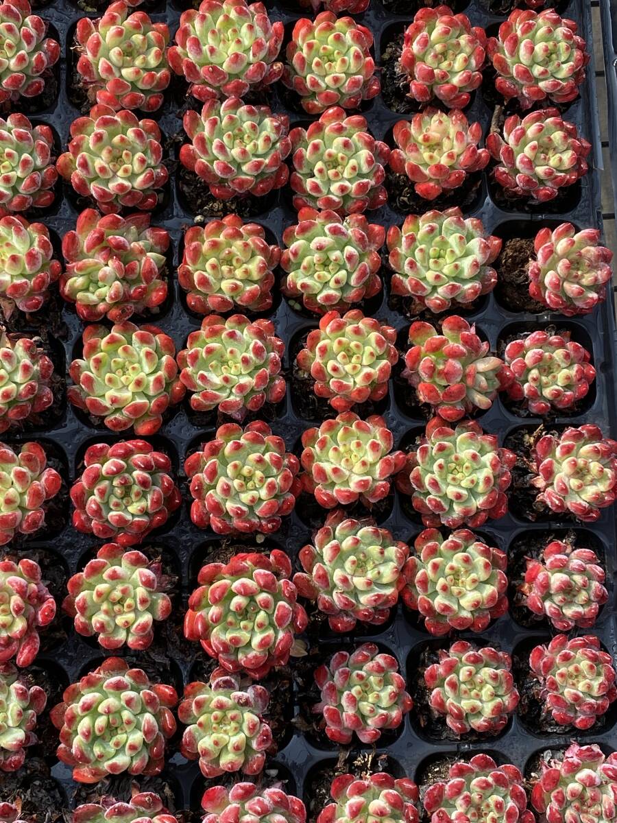 Yahoo!オークション - 72株 M121-1 多肉植物 エケベリア 青いリンゴ 観...