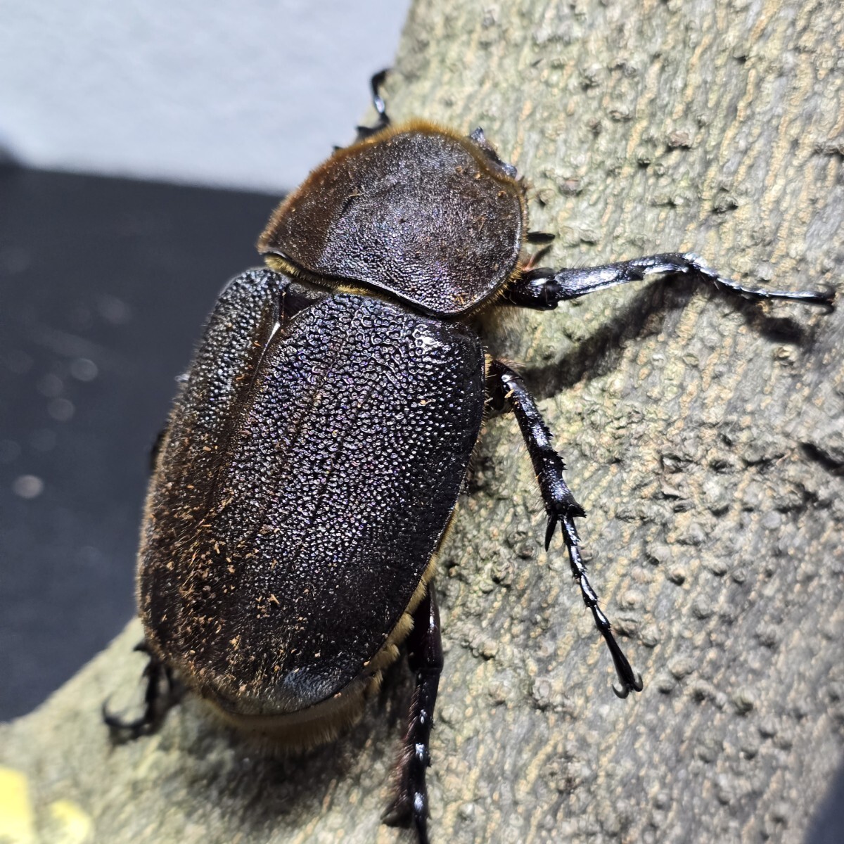 Yahoo!オークション - 【RIKO’S】 D.Hヘラクレス ♀71ミリ 種親級 vol...