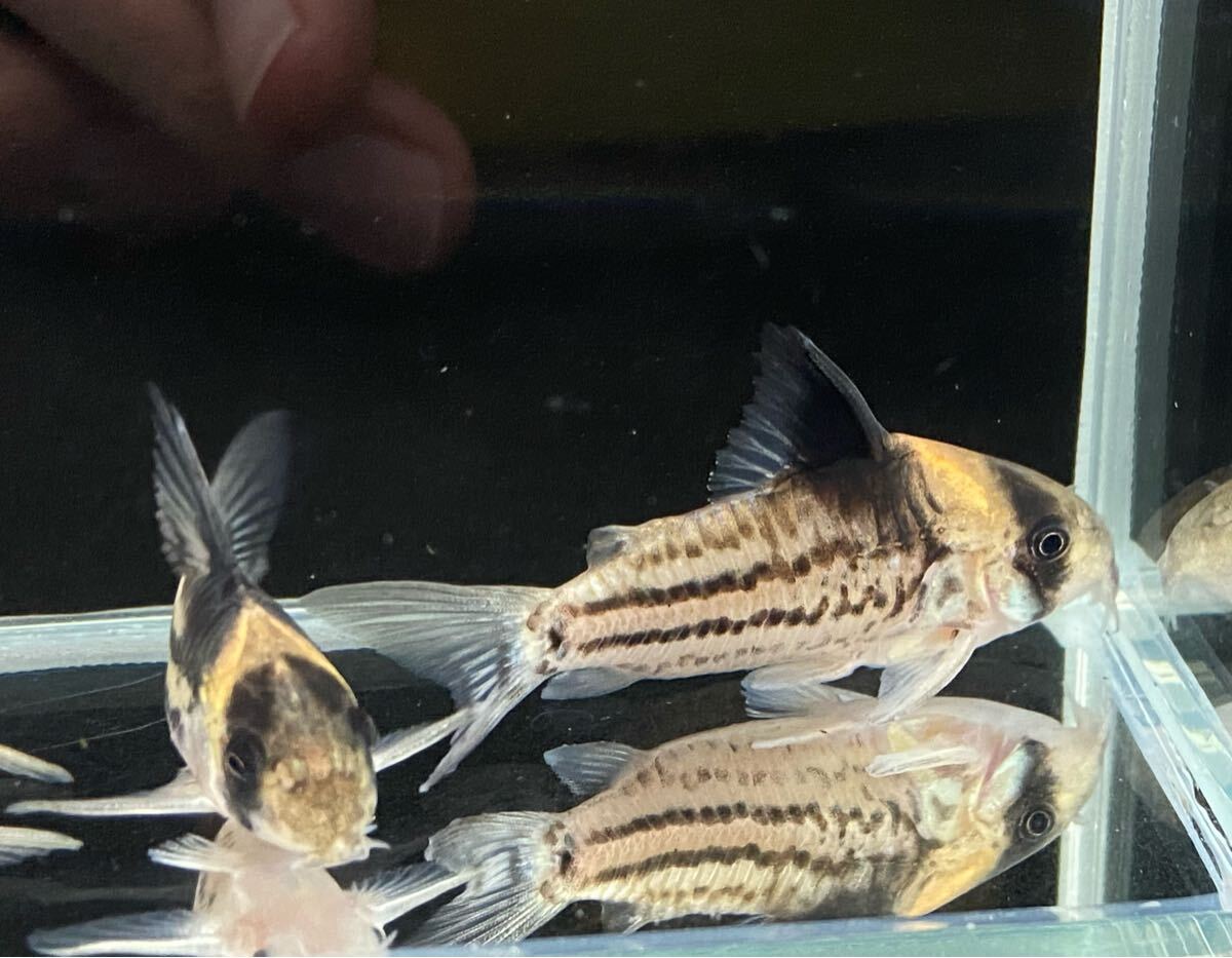 Yahoo!オークション - コリドラスコルレア パラレルス C002 3匹セット ...