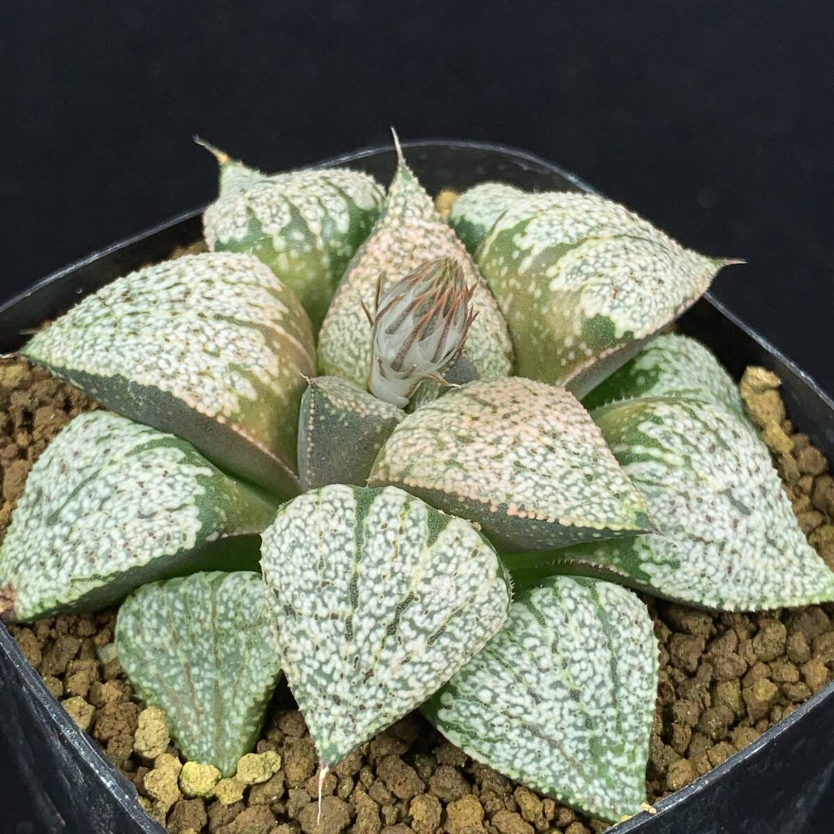 PW ハオルチア“ピクタ KW-921 × ピクタ L ”実生未繁殖 多肉植物(サボテン)｜売買されたオークション情報、yahooの商品情報をアーカイブ公開 - オークファン（aucfan.com）