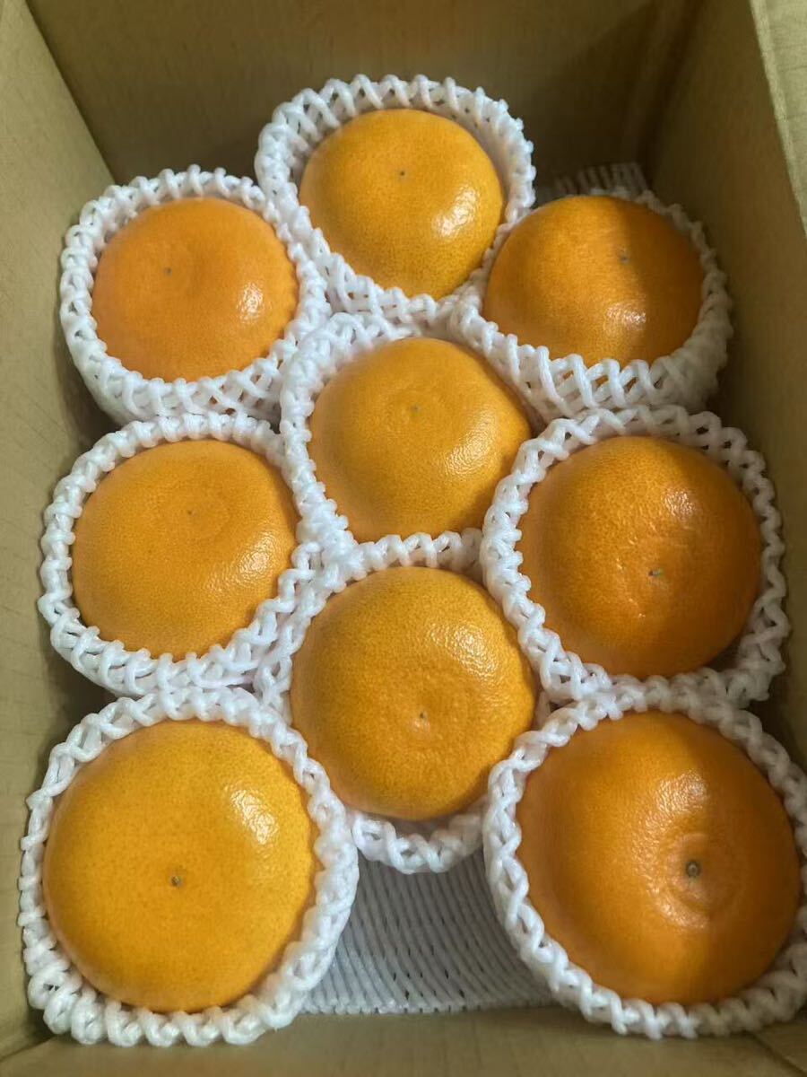 Yahoo!オークション - 80.佐賀県産 ブランド柑橘 秀品せとか約2.5kg