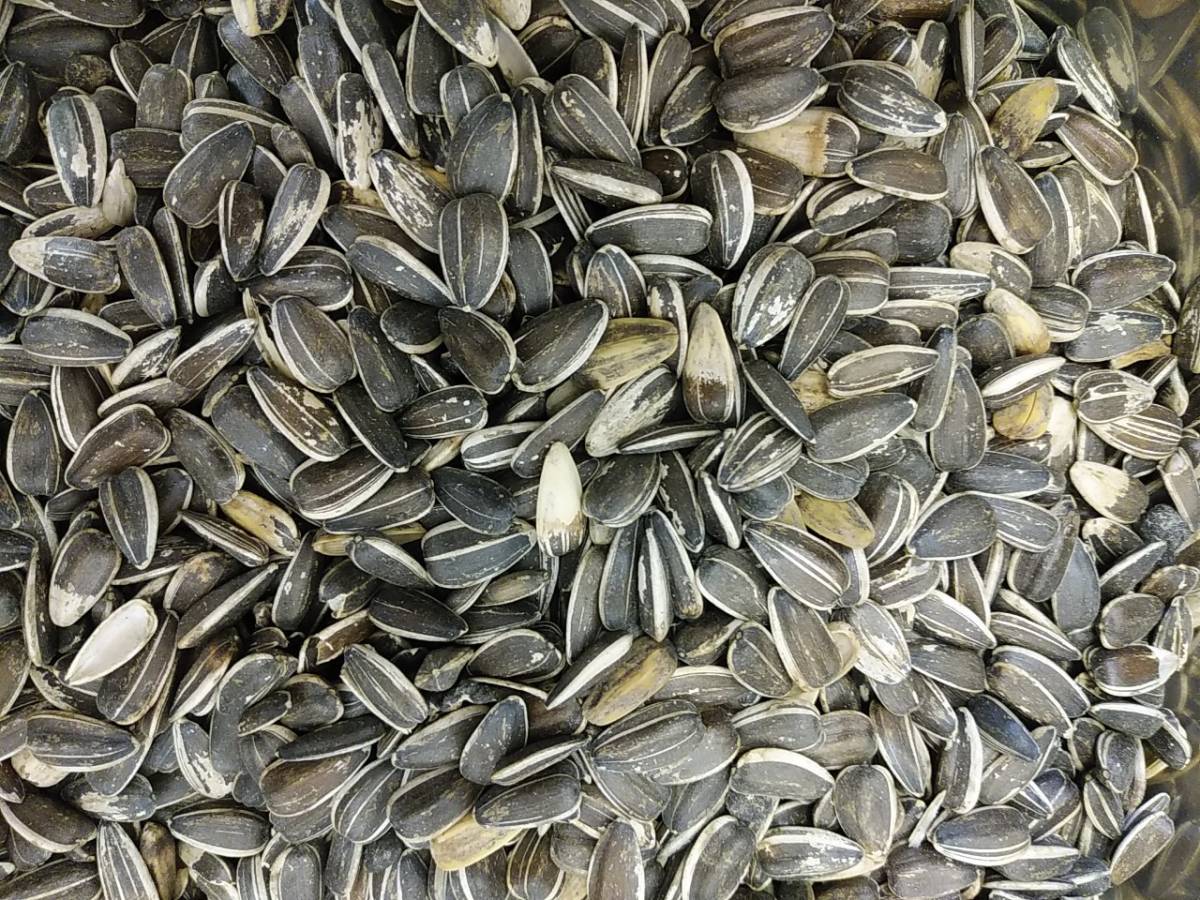 Yahoo!オークション - カナダ産 ひまわりの種 （約11kg）