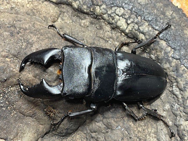 Yahoo!オークション - 【AD5】マナドオオヒラタ ♂86.5mm 2♀ 難アリ