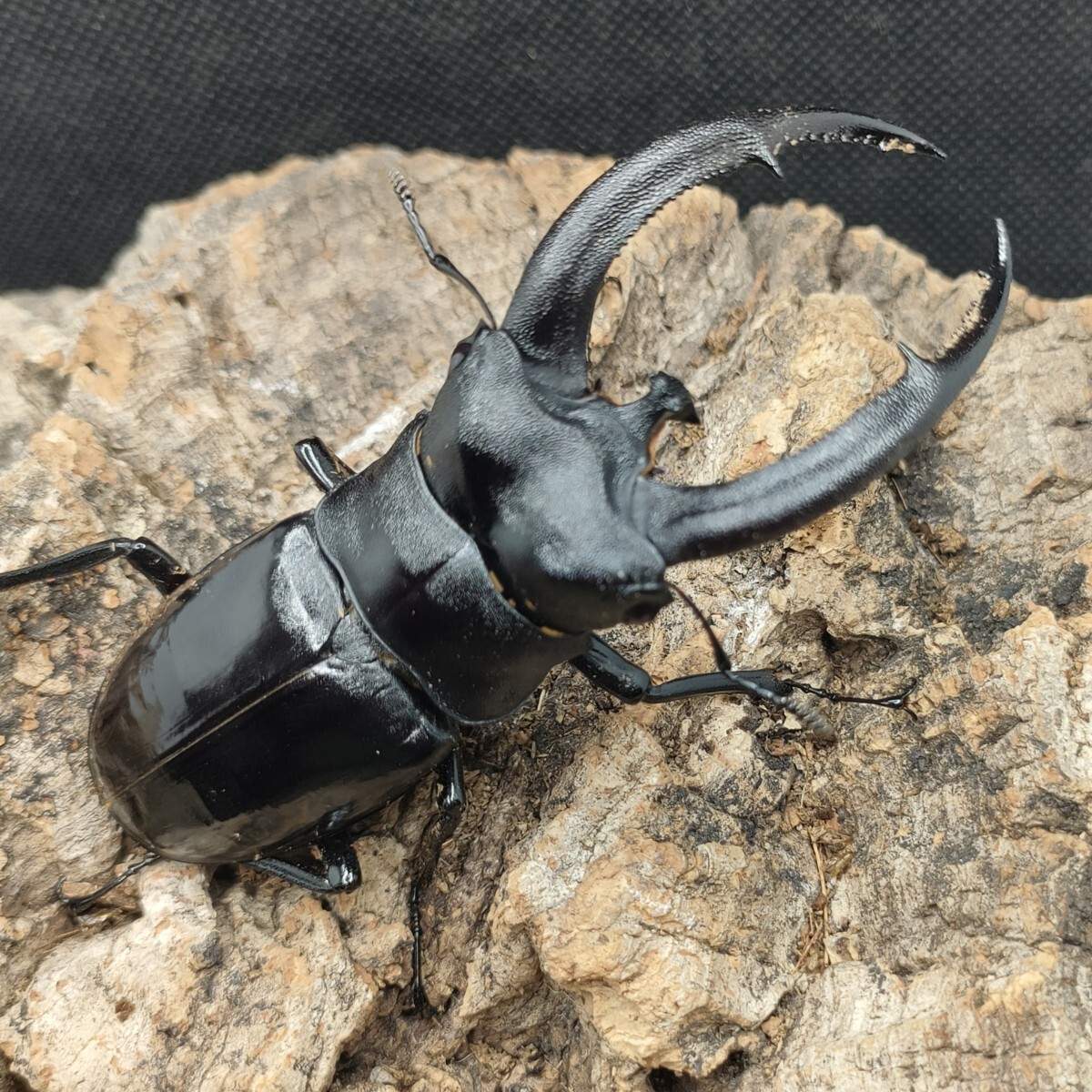 Yahoo!オークション - WF1 リノケロスフタマタ ペア