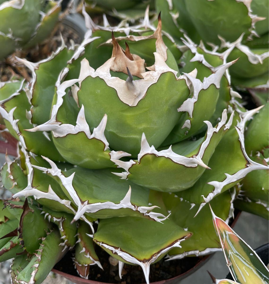 Yahoo!オークション - 25 Agave titanota Queen アガべ チタノタ クイーン