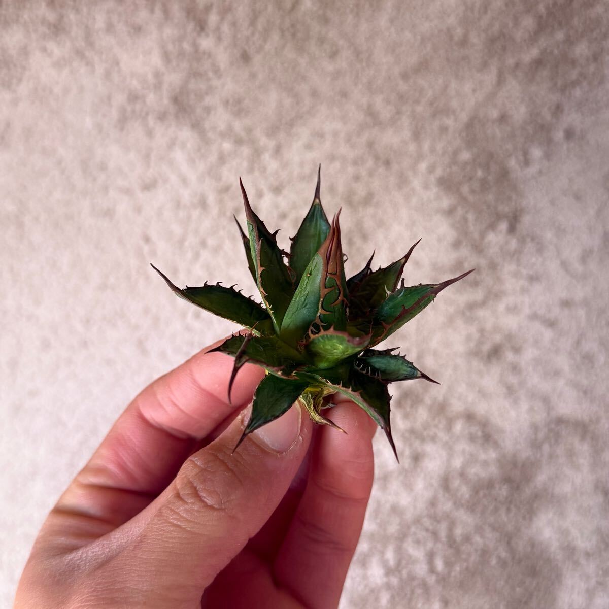 Yahoo!オークション - 2 Agave Horrida アガベ ホリダ