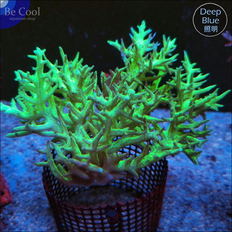 Yahoo!オークション - J38 トゲサンゴ（10cm前後）