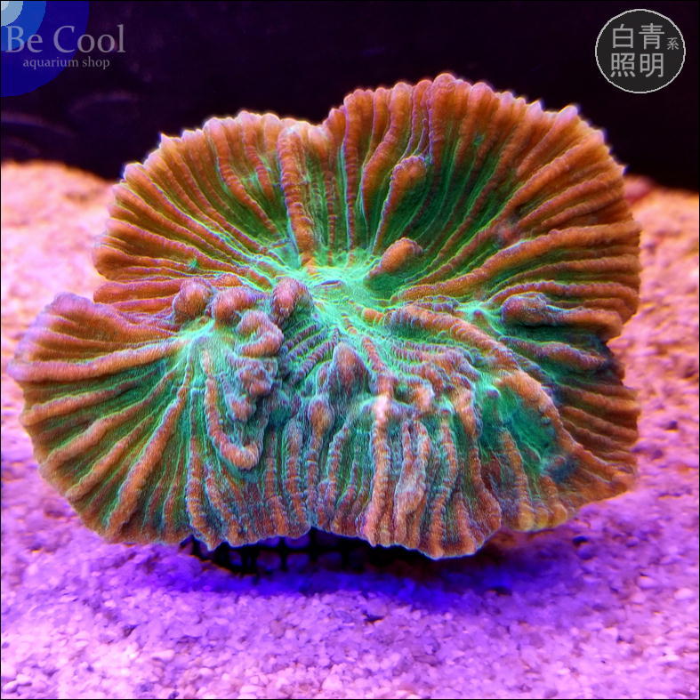 Yahoo!オークション - J45 ウミバラサンゴ（7cm前後）