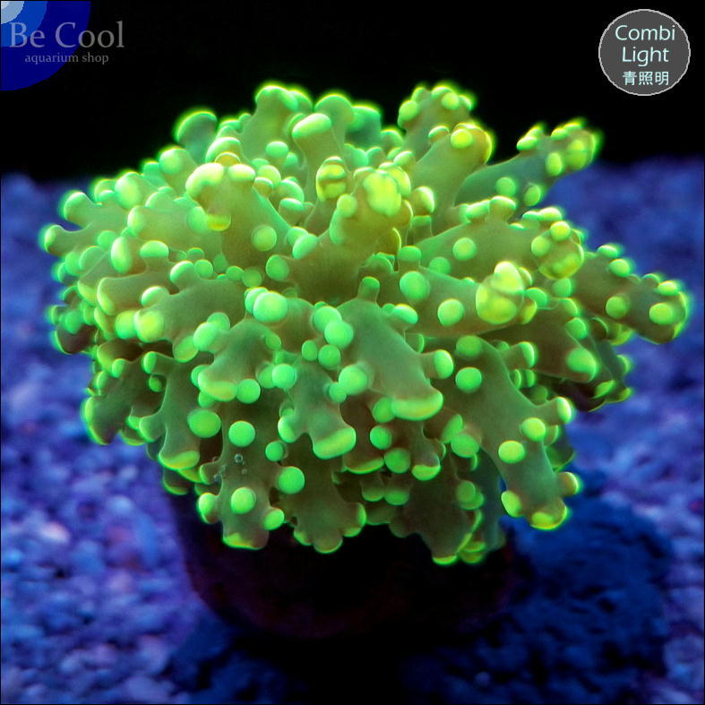 Yahoo!オークション - L73 タコアシサンゴ（5cm前後）