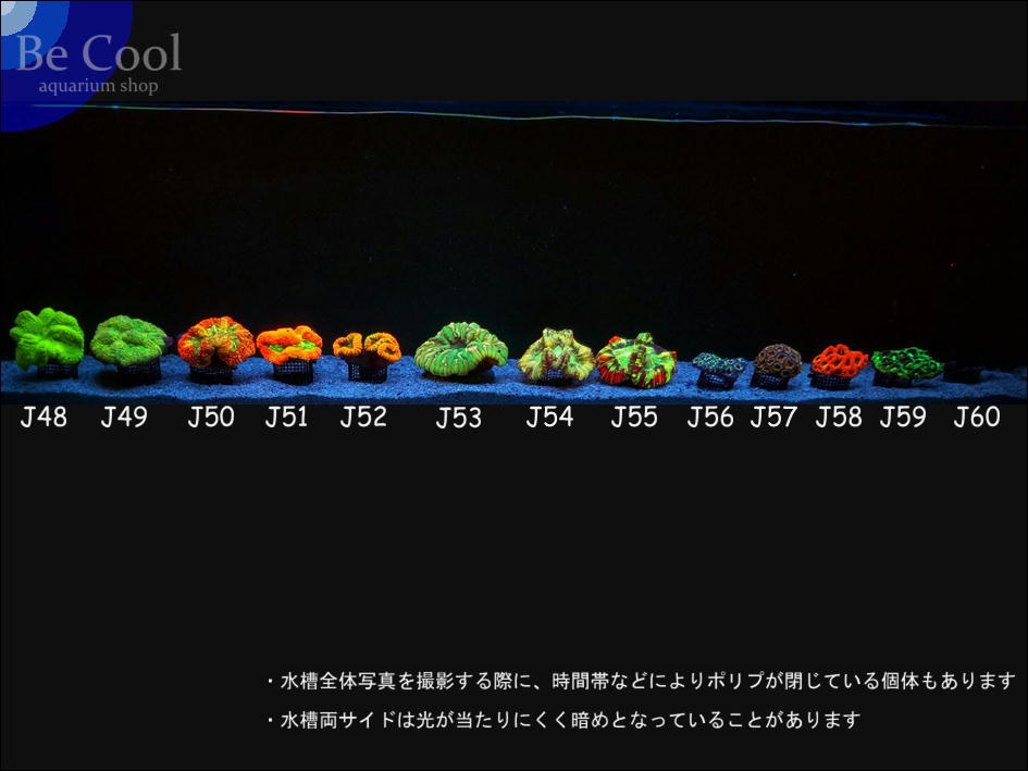 Yahoo!オークション - J60 ナンヨウキサンゴ（10cm前後）