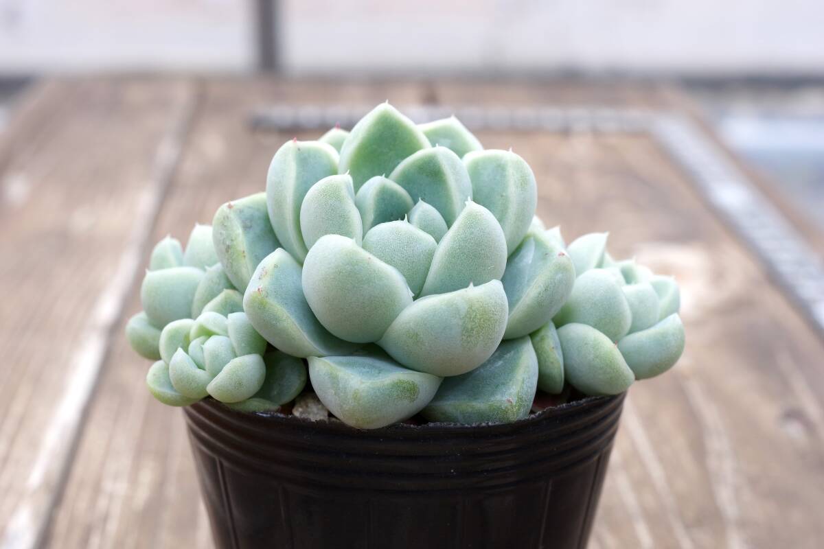 Yahoo!オークション - 【人気種】エケベリア ケッセルリンギアナ Echev...