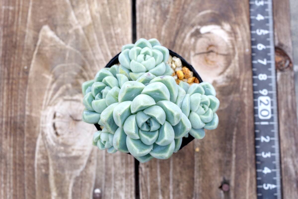 Yahoo!オークション - 【人気種】エケベリア ケッセルリンギアナ Echev...