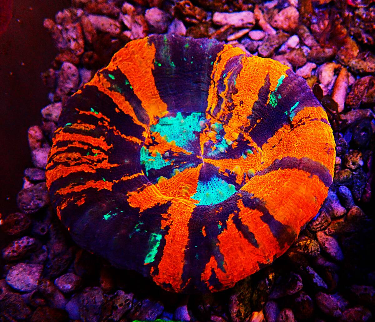 FM 一発オークション スコリミア 8－NA 前 サンゴ ミドリイシ オージー 0302(海水魚)｜売買されたオークション情報、yahooの商品情報をアーカイブ公開 - オークファン ...