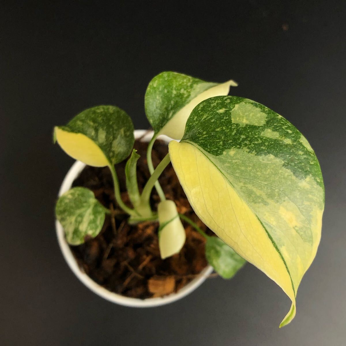 Yahoo!オークション - 【6216】ハーフムーン Monstera thaiconstellati...