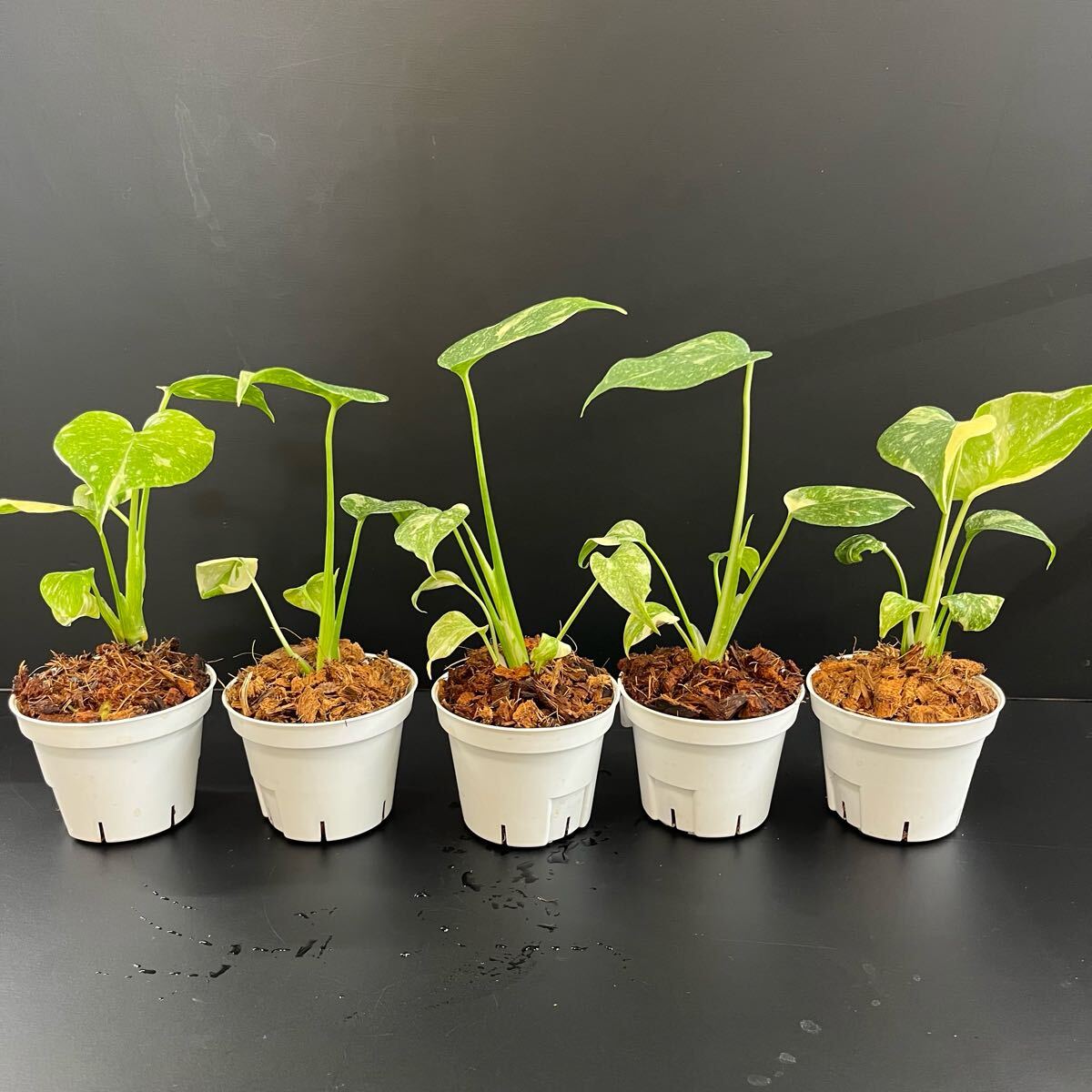 4223 5株セット Monstera thaiconstellation /モンステラ タイコンステレーション 順化済み eba plants(モンステラ)｜売買されたオークション情報 ...