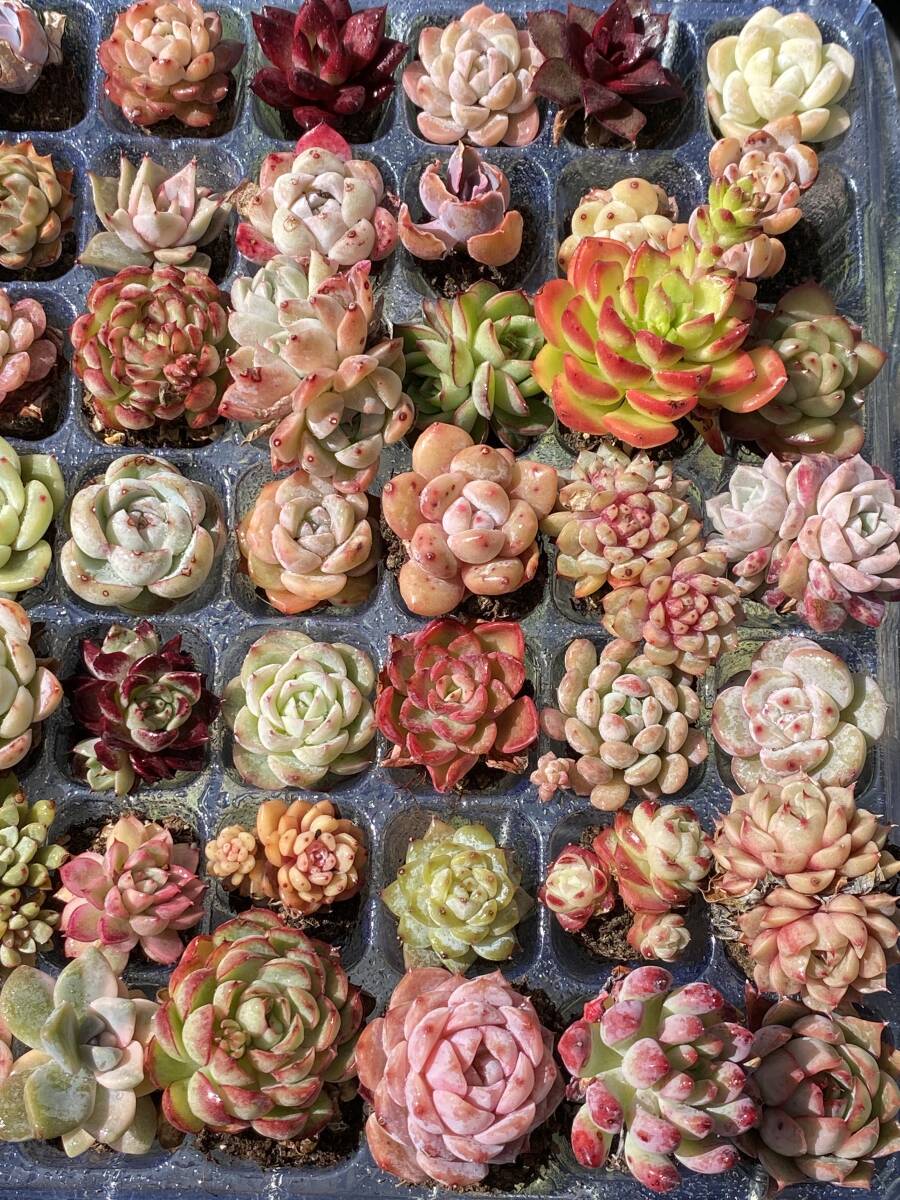 Yahoo!オークション - 105株セット C401-75 多肉植物 エケベリア ミッ...