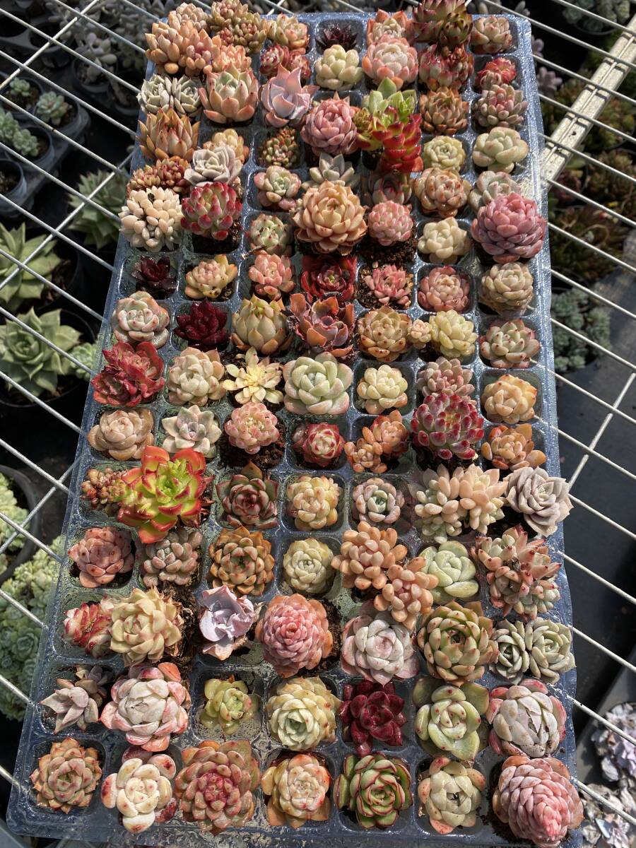 Yahoo!オークション - 105株セット C401-82 多肉植物 エケベリア ミッ...