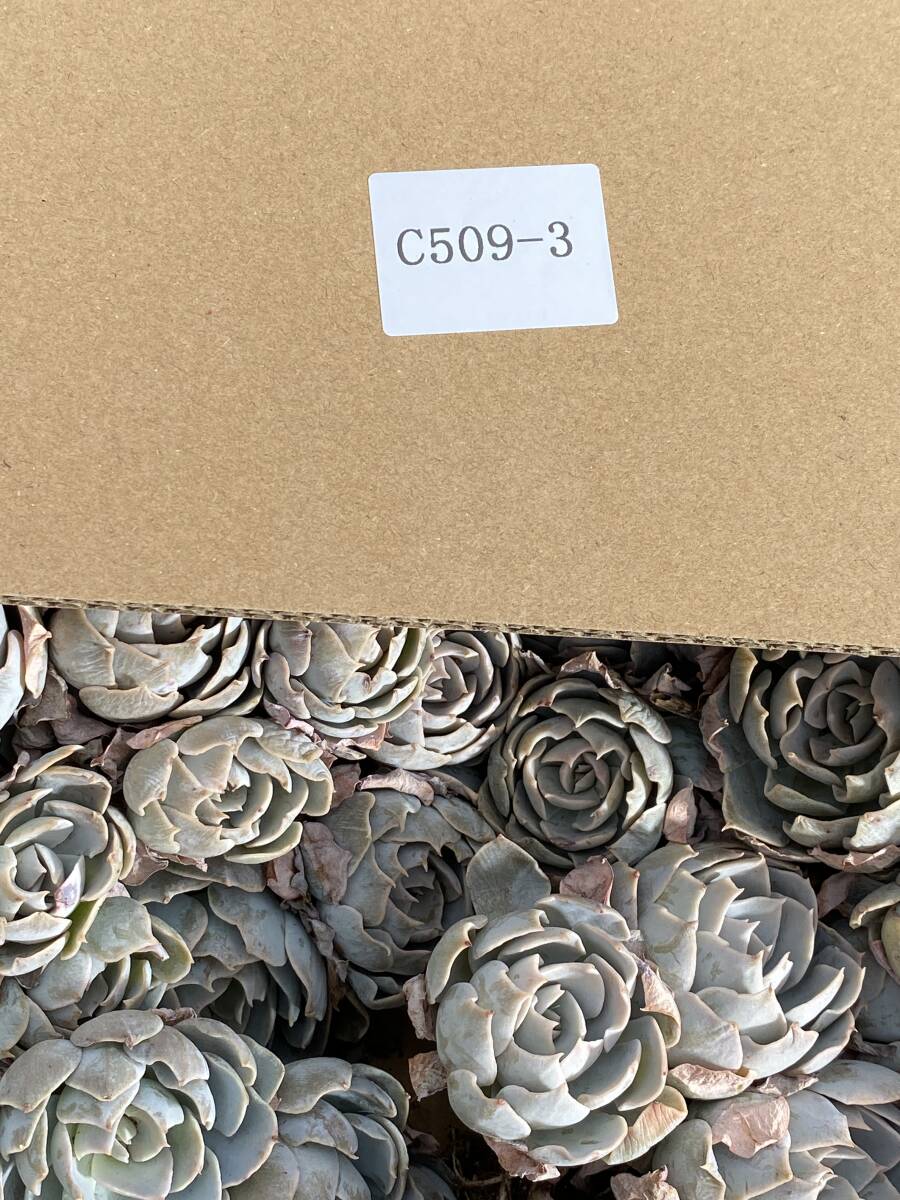 Yahoo!オークション - 12株 C509-3 エケベリア 韓国苗 サボテン 多肉植...