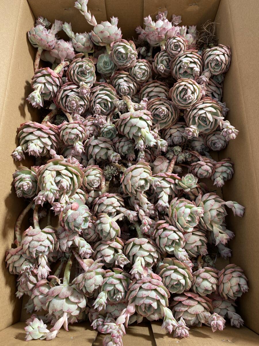 Yahoo!オークション - 18株 C522-3 エケベリア 韓国苗 サボテン 多肉植...