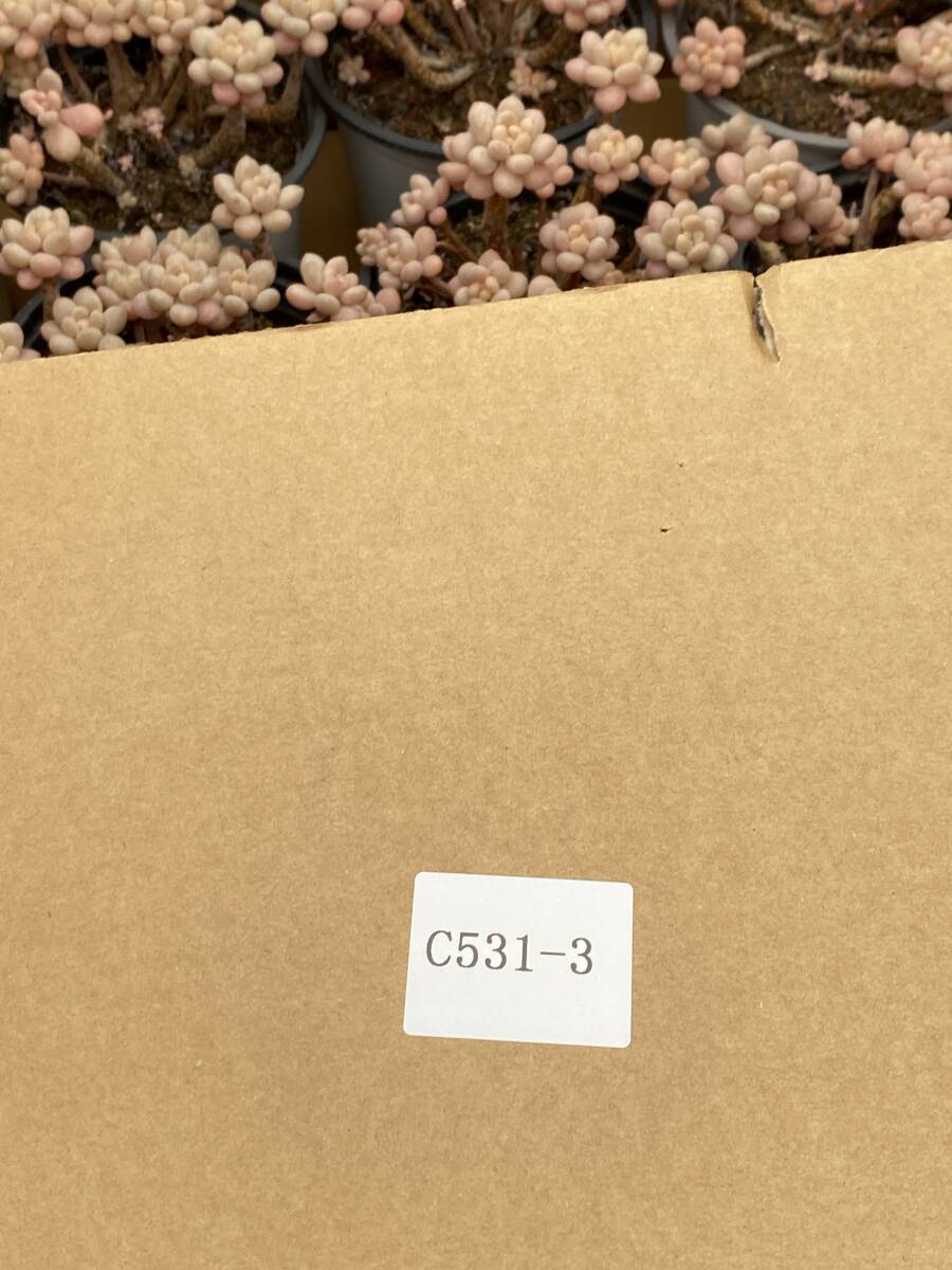 Yahoo!オークション - 25株 C531-3 エケベリア 韓国苗 サボテン 多肉植...