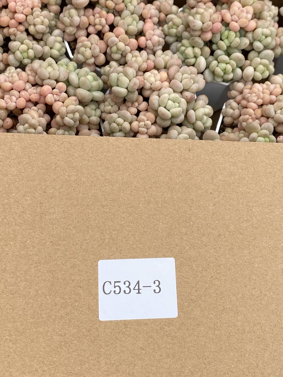 Yahoo!オークション - 24株 C534-3 エケベリア 韓国苗 サボテン 多肉植...