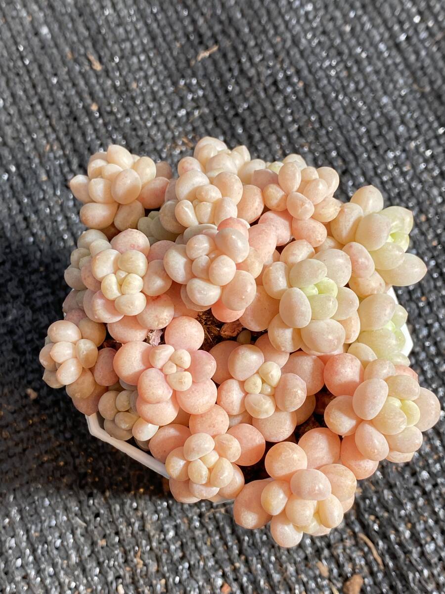 Yahoo!オークション - 24株 C534-3 エケベリア 韓国苗 サボテン 多肉植...