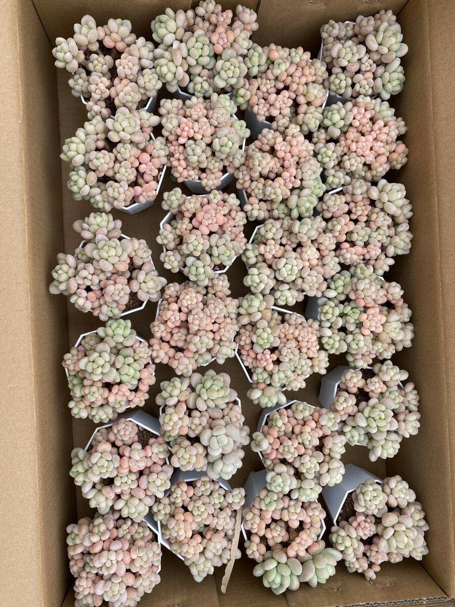 Yahoo!オークション - 24株 C534-3 エケベリア 韓国苗 サボテン 多肉植...