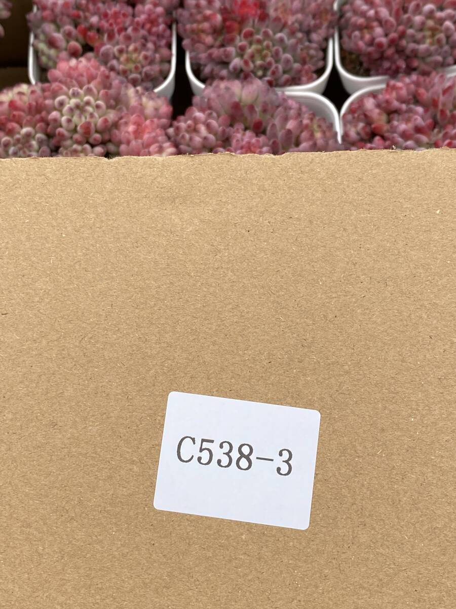 Yahoo!オークション - 35株 C538-3 エケベリア 韓国苗 サボテン 多肉植...