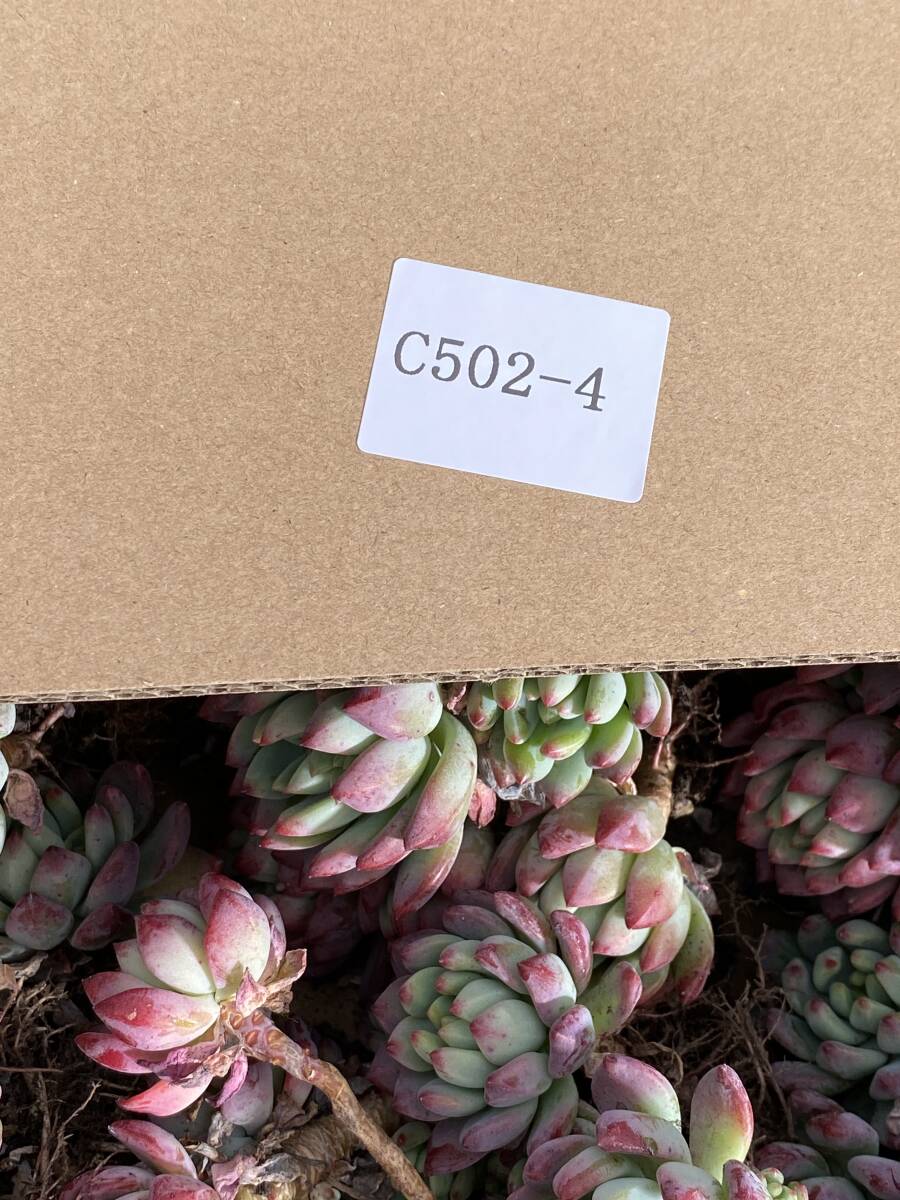 Yahoo!オークション - 15株 C502-4 エケベリア 韓国苗 サボテン 多肉植...