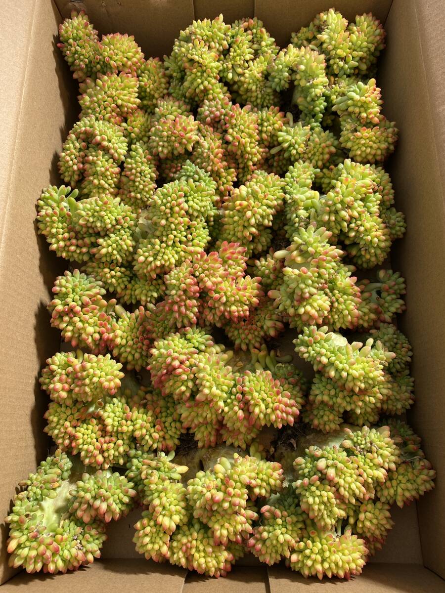 Yahoo!オークション - 18株 C505-4 エケベリア 韓国苗 サボテン 多肉植...