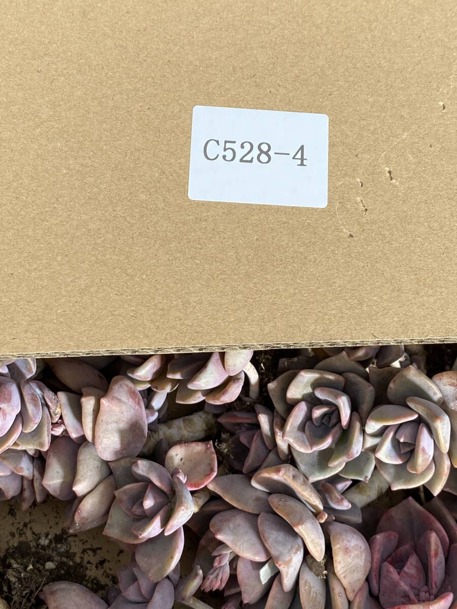 Yahoo!オークション - 18株 C528-4 エケベリア 韓国苗 サボテン 多肉植...