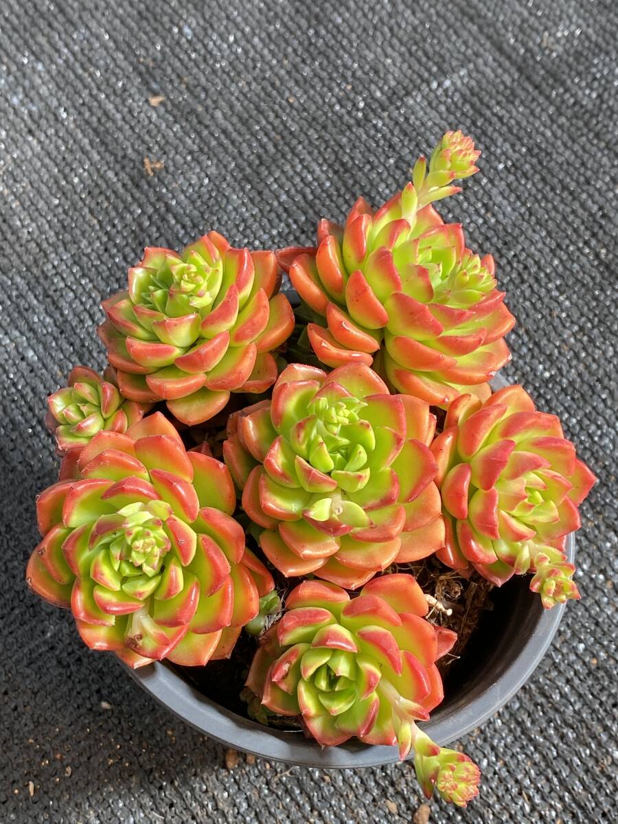 Yahoo!オークション - 14株 C533-4 エケベリア 韓国苗 サボテン 多肉植...