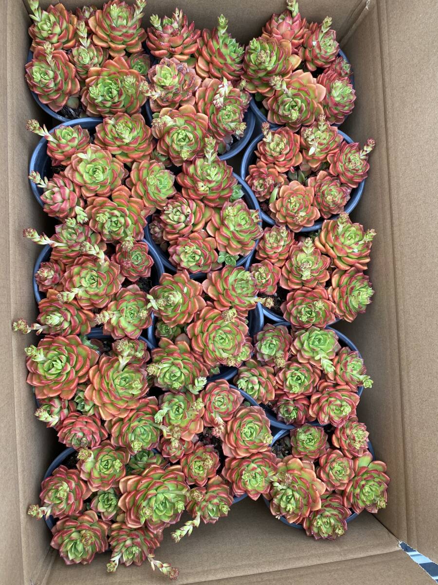 Yahoo!オークション - 14株 C533-4 エケベリア 韓国苗 サボテン 多肉植...