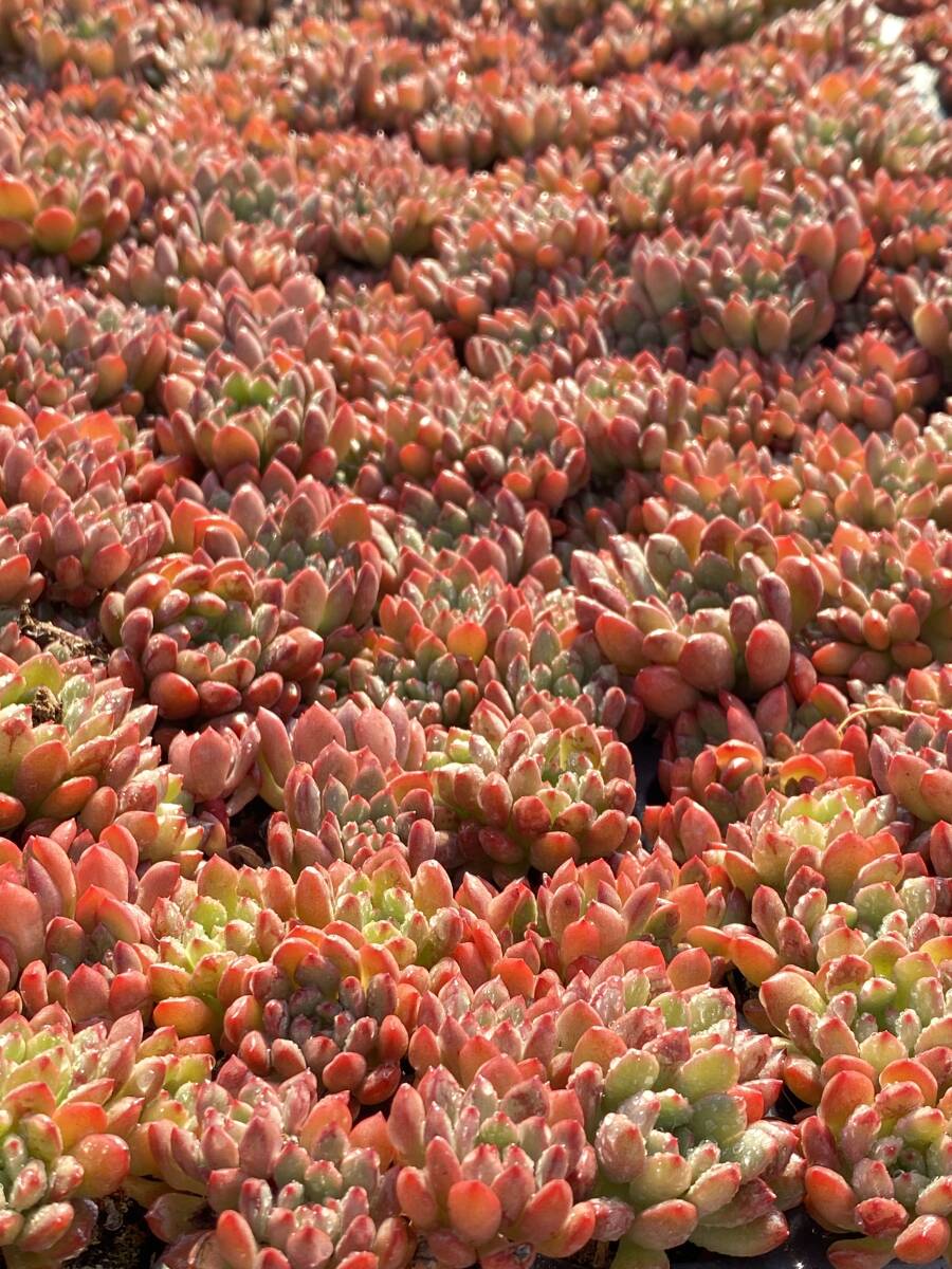 Yahoo!オークション - 105株 J225-3 多肉植物 エケベリア ルビー 観葉...