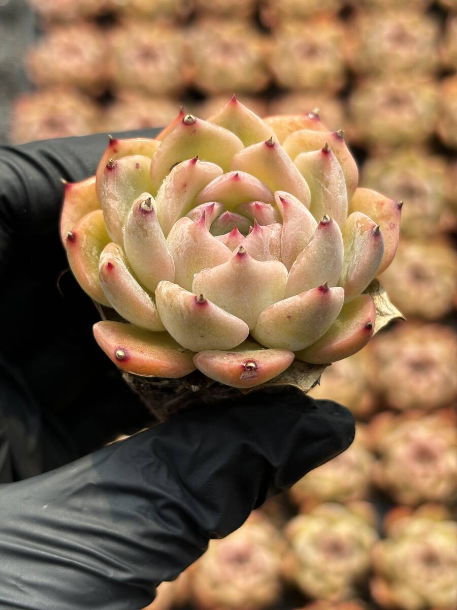 Yahoo!オークション - 72株 S27-1 多肉植物 エケベリア ケラリン 観葉...