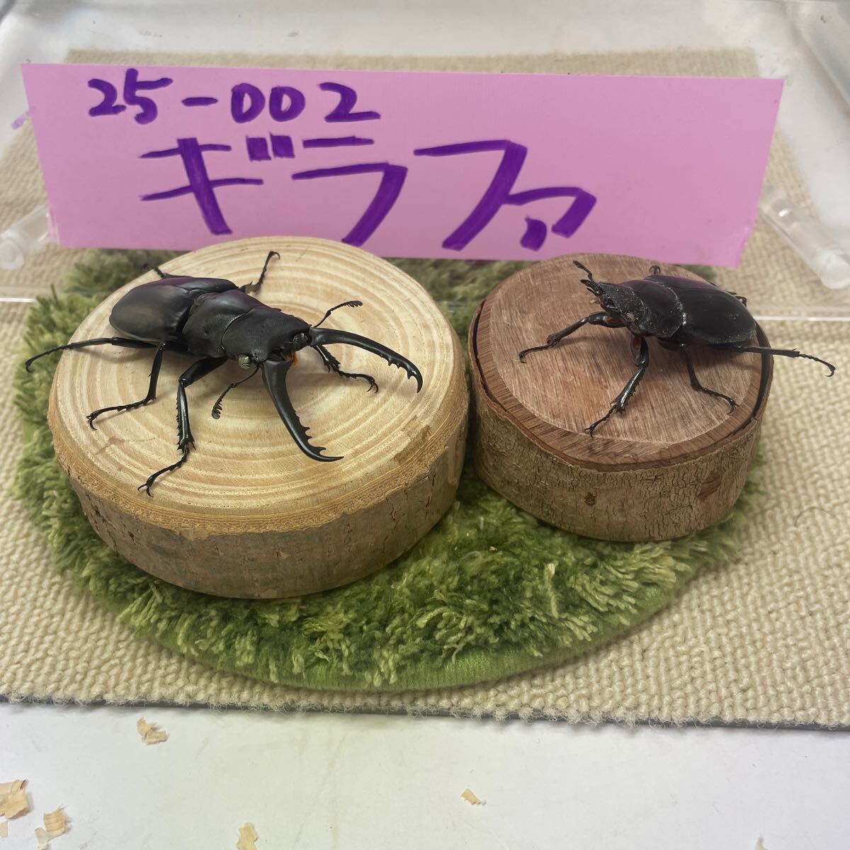 Yahoo!オークション - 25-002 ギラファノコギリクワガタ WW ペア ♂78m...