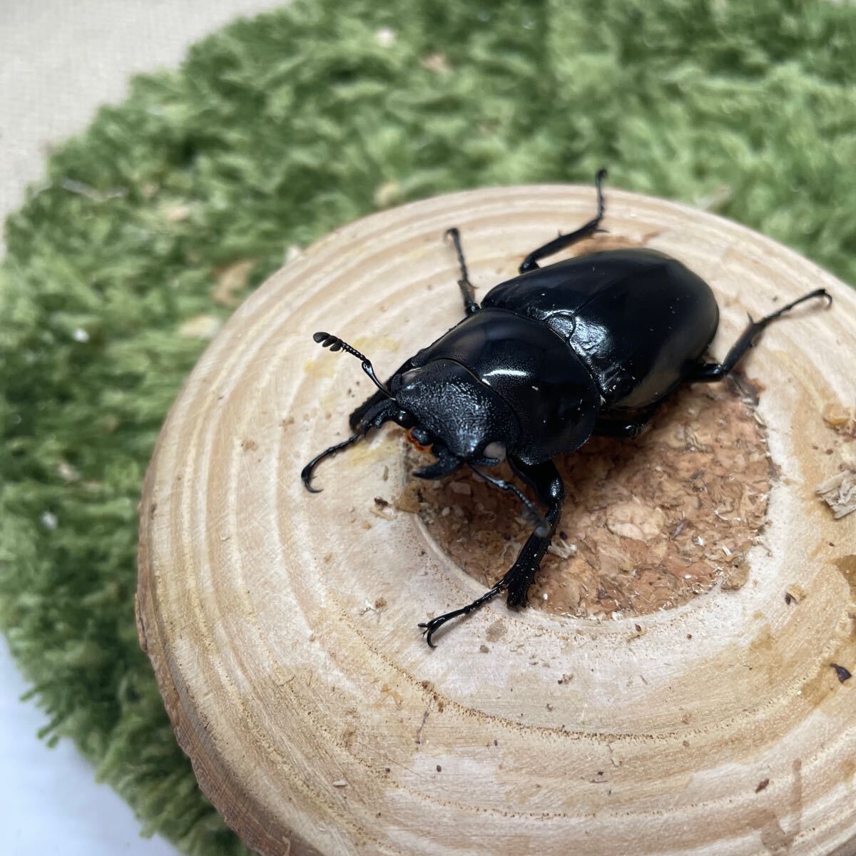 Yahoo!オークション - 25-013 ギラファノコギリクワガタ WW ペア ♂78m...