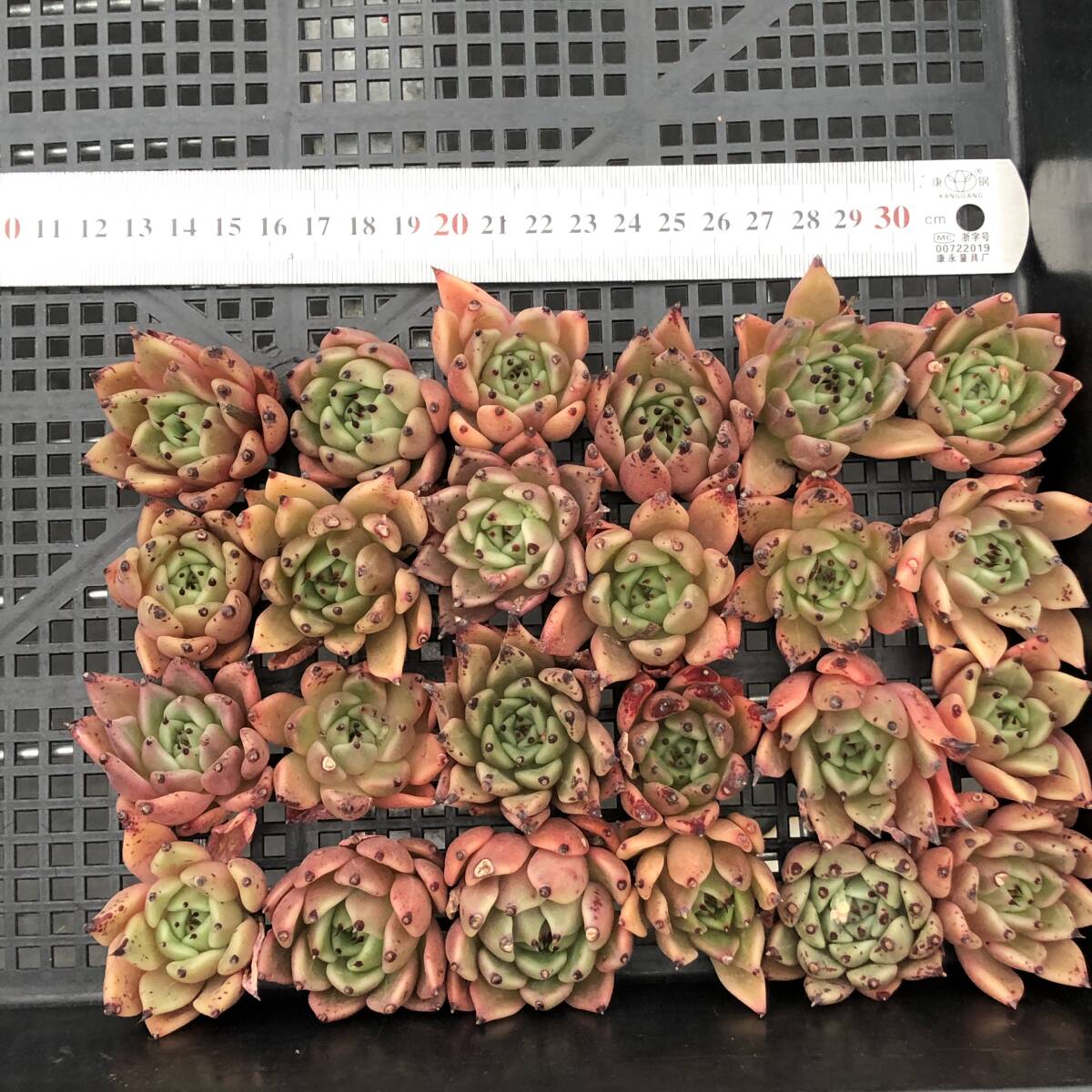 Yahoo!オークション - エケベリア24個 0204-D093 ハロウィン 多肉植物 ...