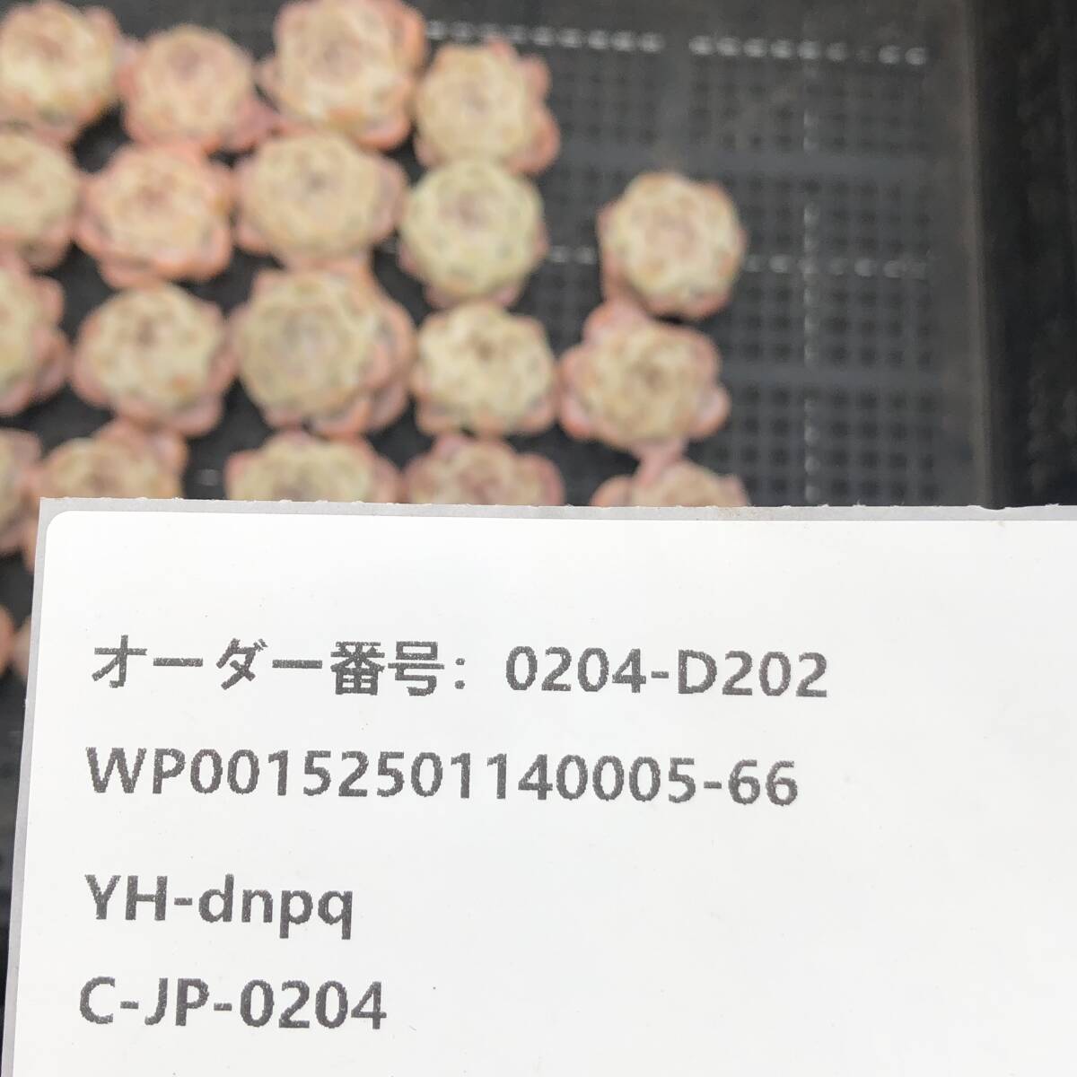 Yahoo!オークション - エケベリア24個 0204-D202 キャラメルマキアート...