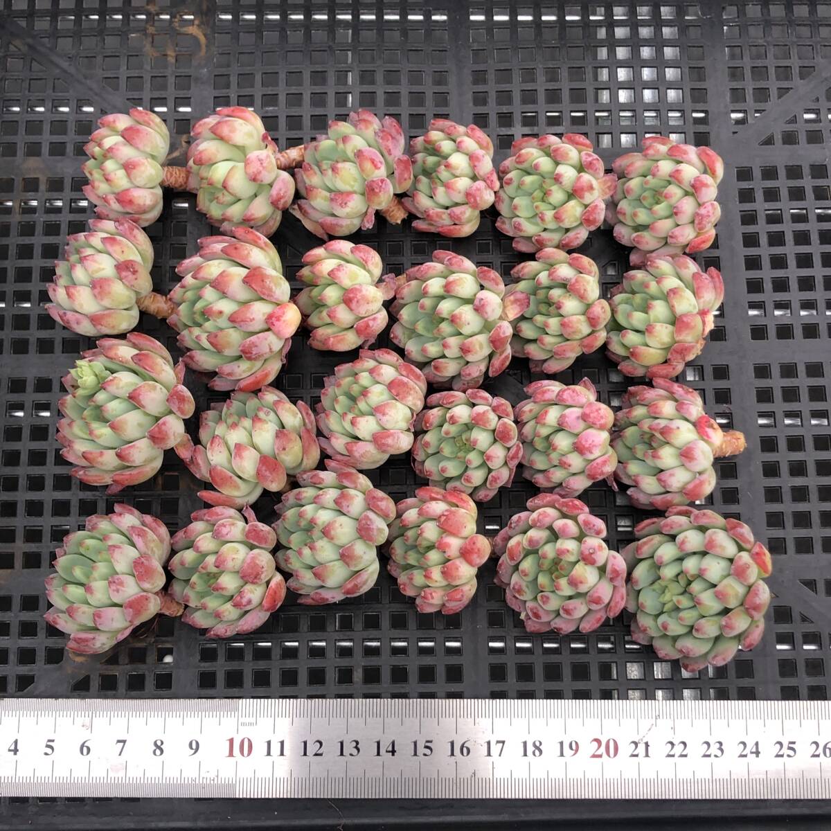 Yahoo!オークション - エケベリア24個 0211-D116 ブルーエルフ 多肉植...