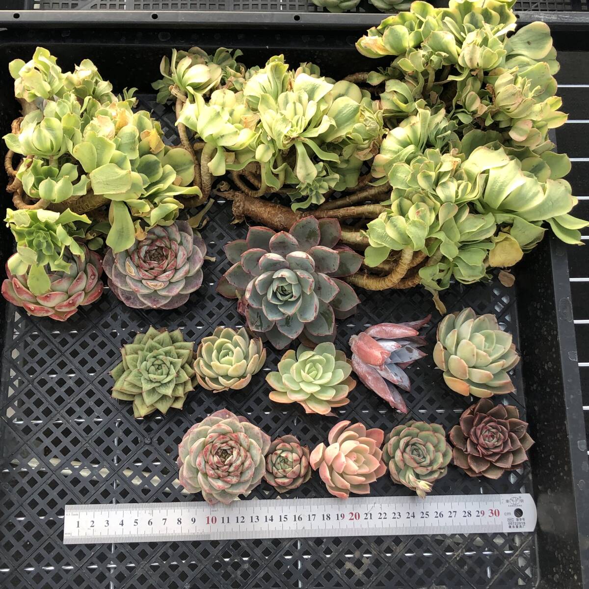 Yahoo!オークション - エケベリア17個 0211-K028 ミックス 多肉植物 カ...